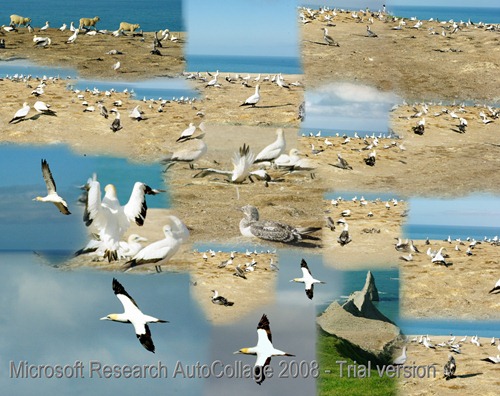wandering in the light: Microsoft Research’s AutoCollage